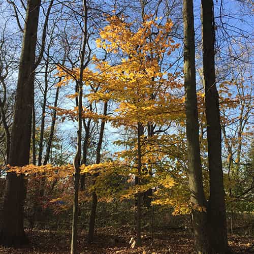 TreeMatch - Discover Your Inner Tree