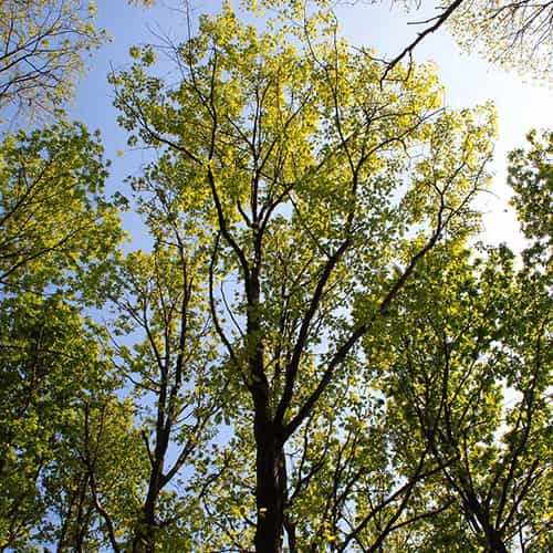 TreeMatch - Discover Your Inner Tree