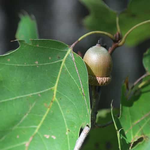 TreeMatch - Discover Your Inner Tree